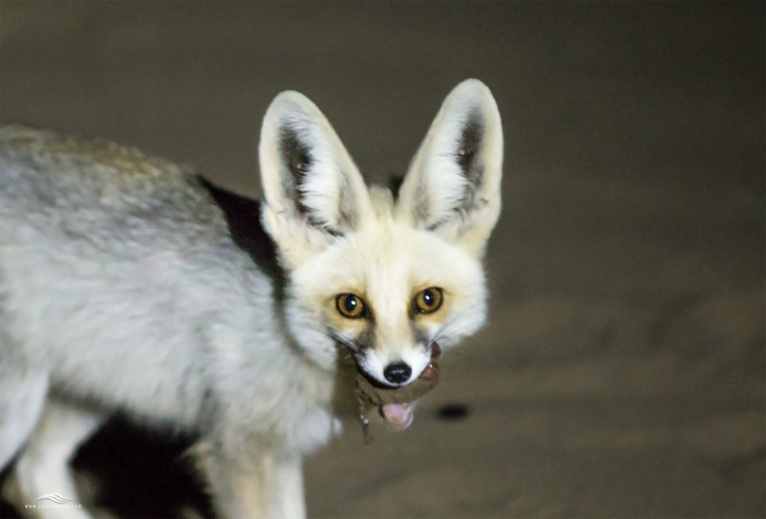 7 things you should know about Kaluts of Lut desert 2019